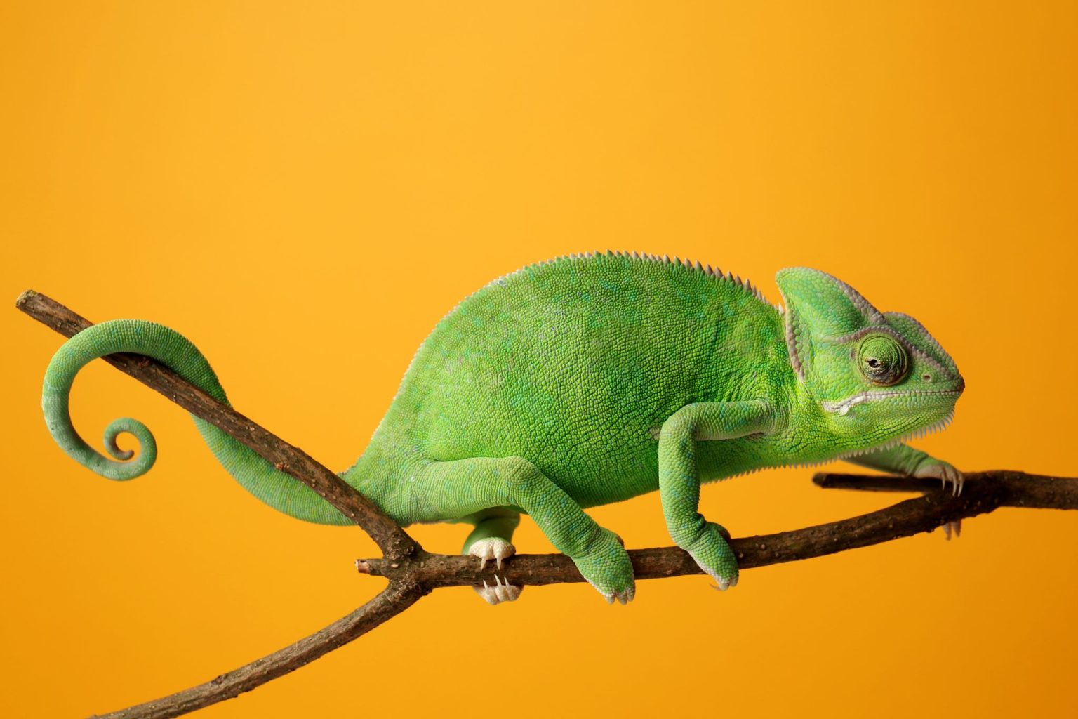 What Is A Modern Day Sales Chameleon - Plan Grow Do